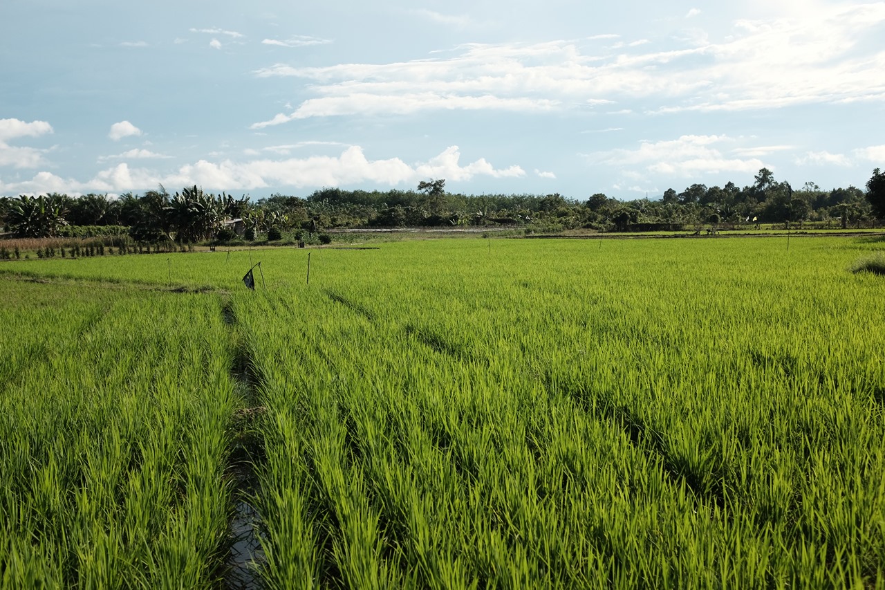 Kopernik | Improving Pest Control: Rats in the Ricefields Phase One