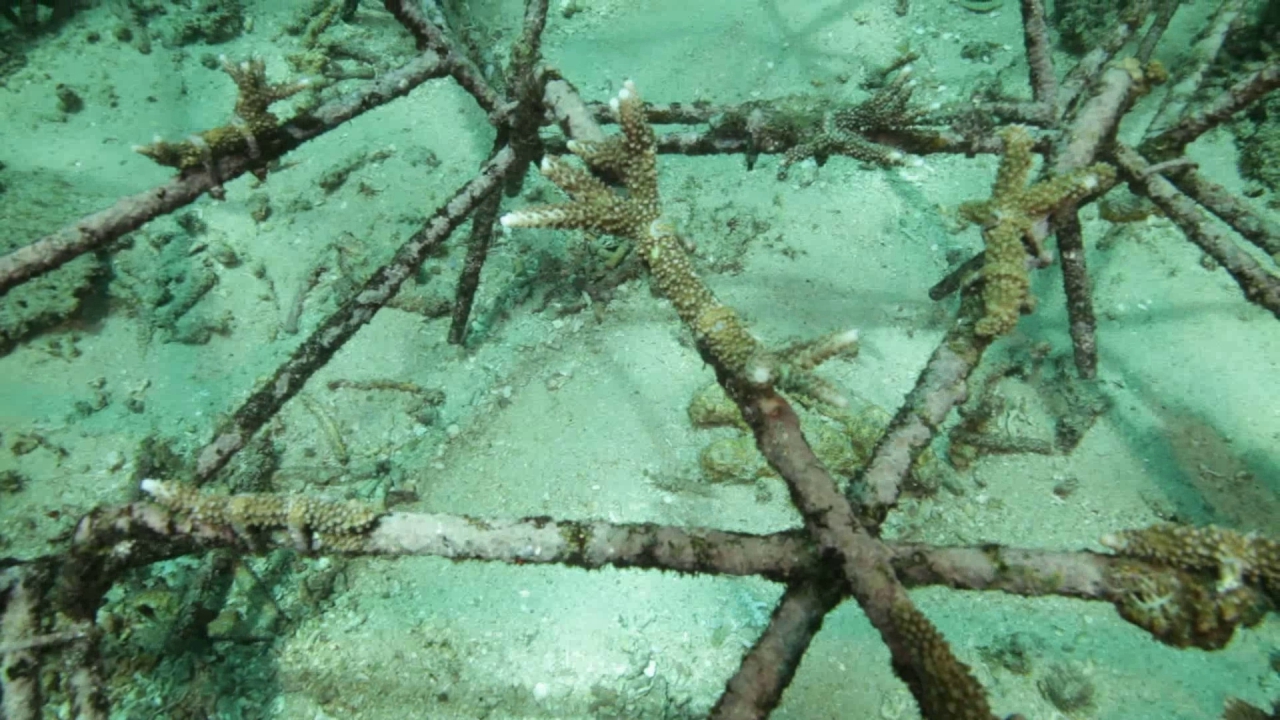Kopernik | Supporting Coral Regeneration with the Coral Spider Method