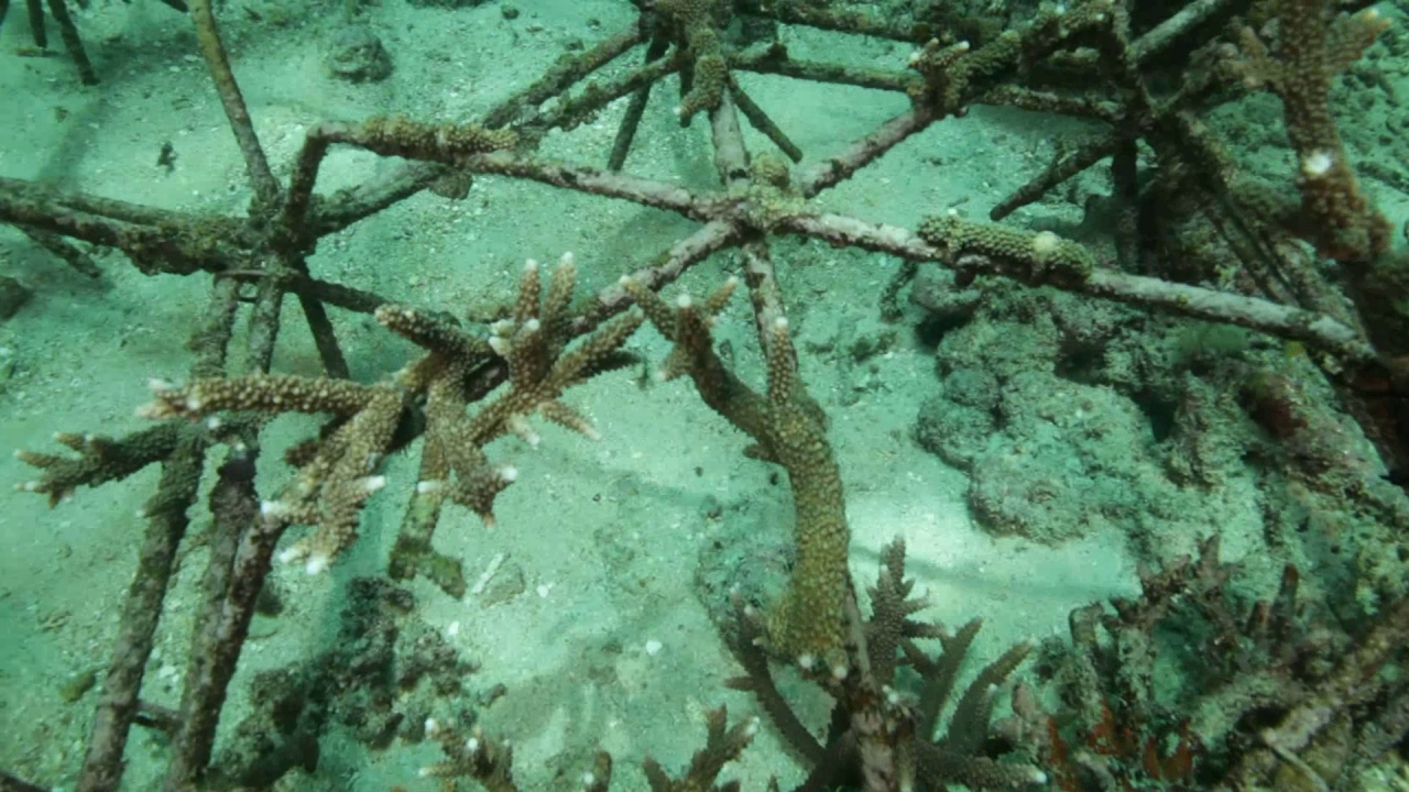 Kopernik | Supporting Coral Regeneration with the Coral Spider Method