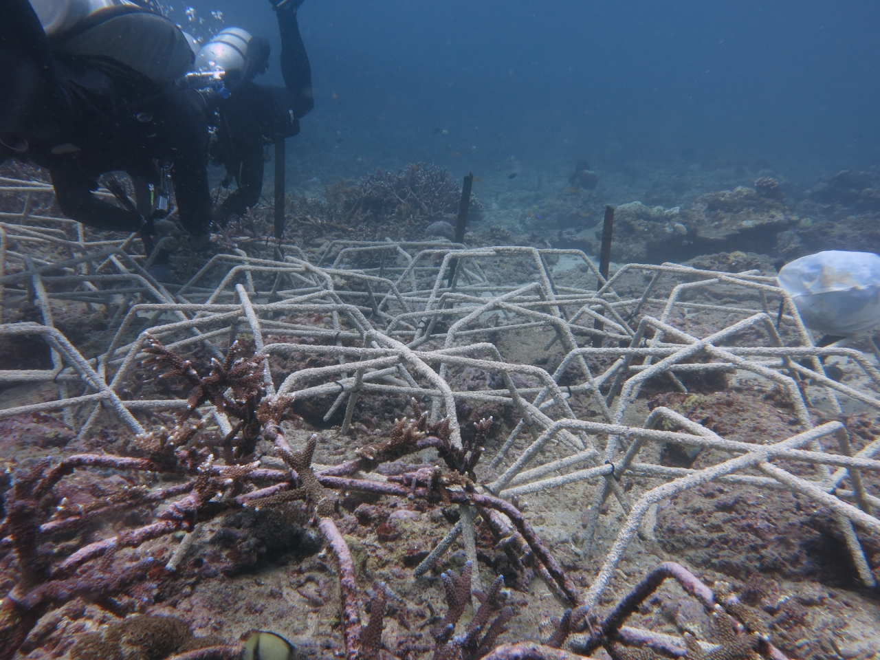 Kopernik | Supporting Coral Regeneration with the Coral Spider Method