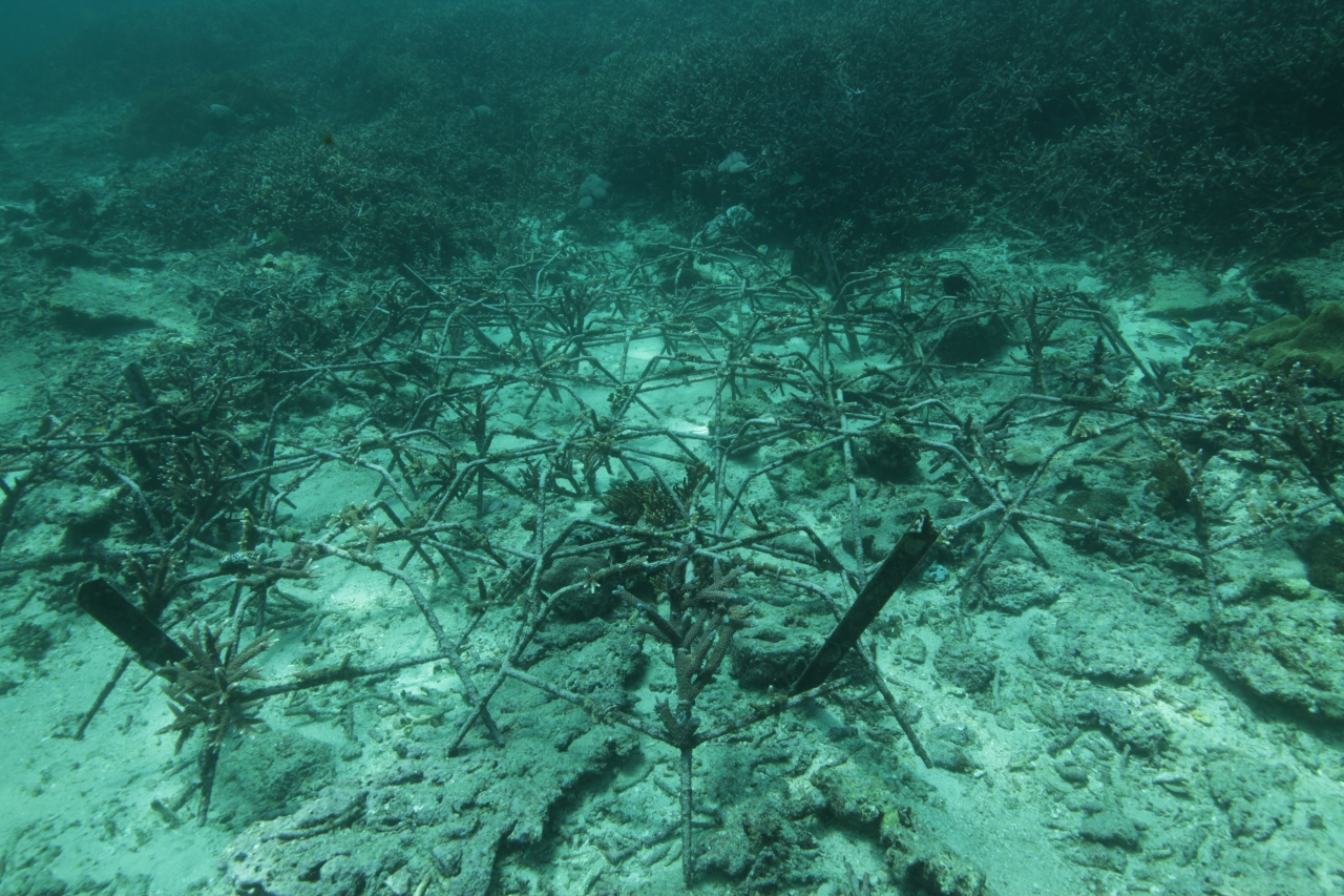 Kopernik | Supporting Coral Regeneration with the Coral Spider Method