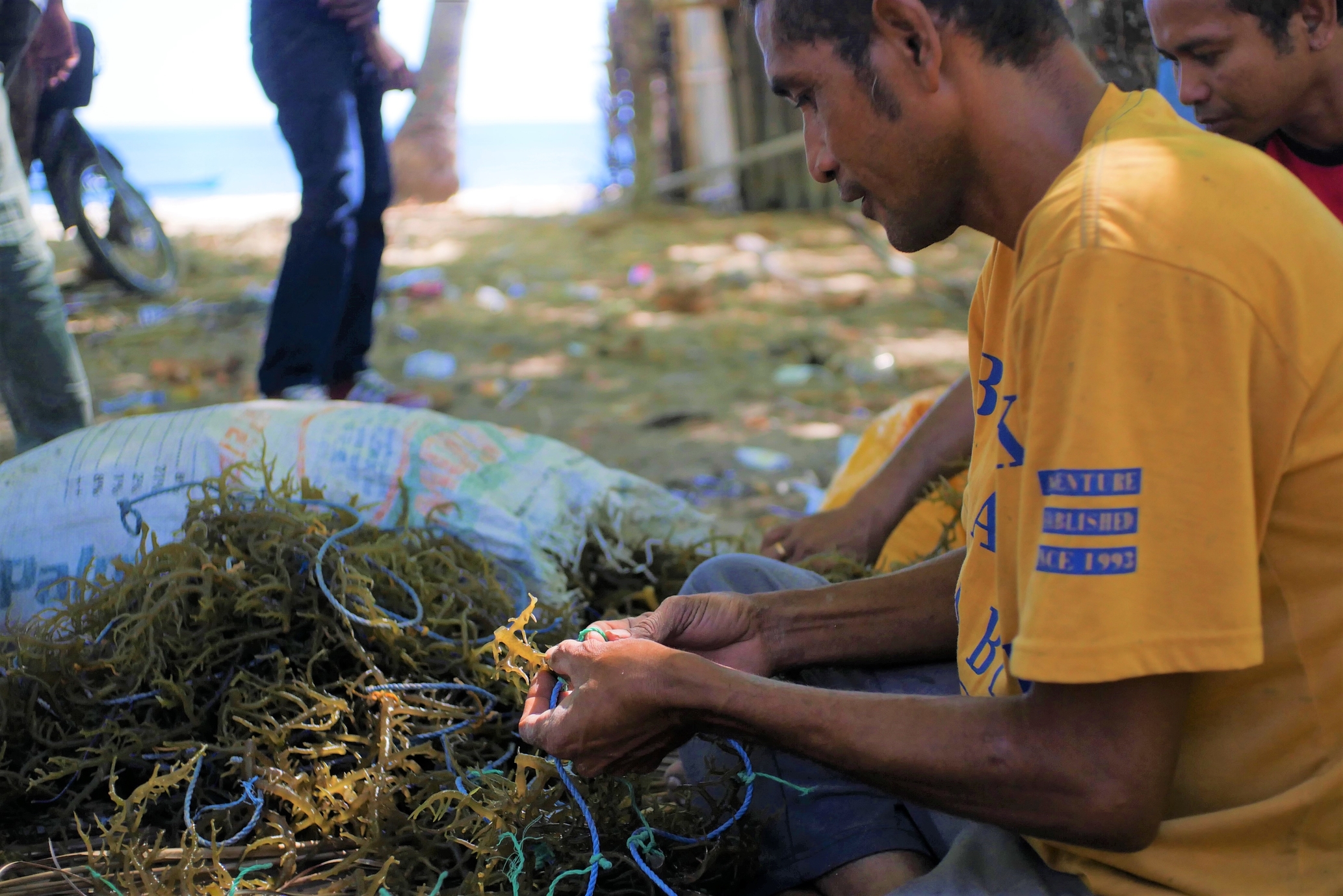 Kopernik | Improving Preservation Solutions: Solar Drying for Seaweed