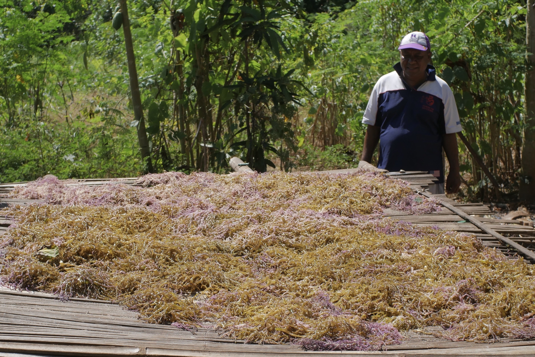 Kopernik | Improving Preservation Solutions: Solar Drying for Seaweed
