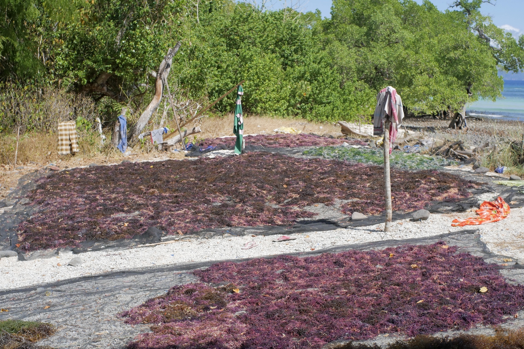 Kopernik | Improving Preservation Solutions: Solar Drying for Seaweed