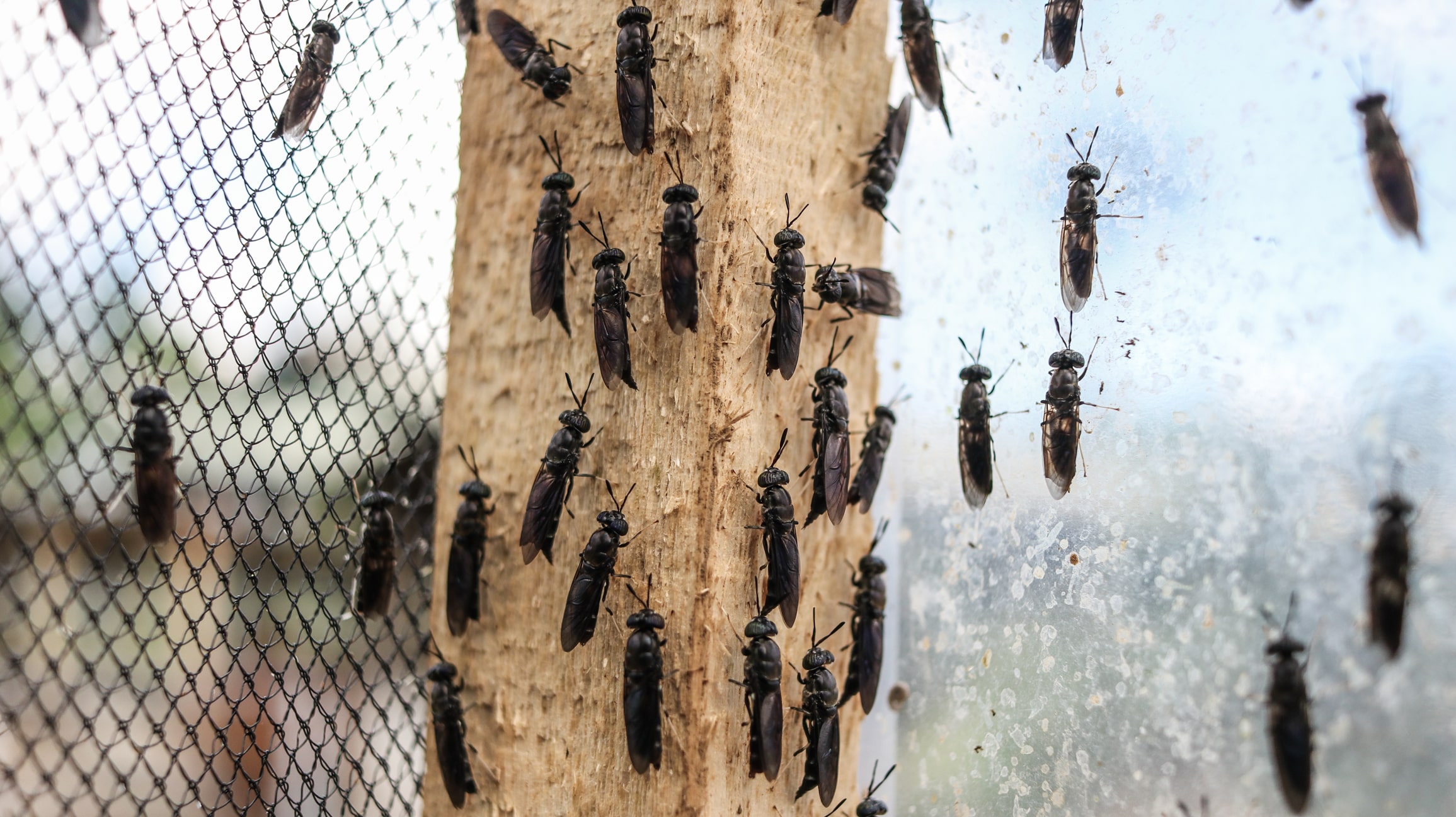 Kopernik | Assessing the Potential of Black Soldier Fly Frass as ...
