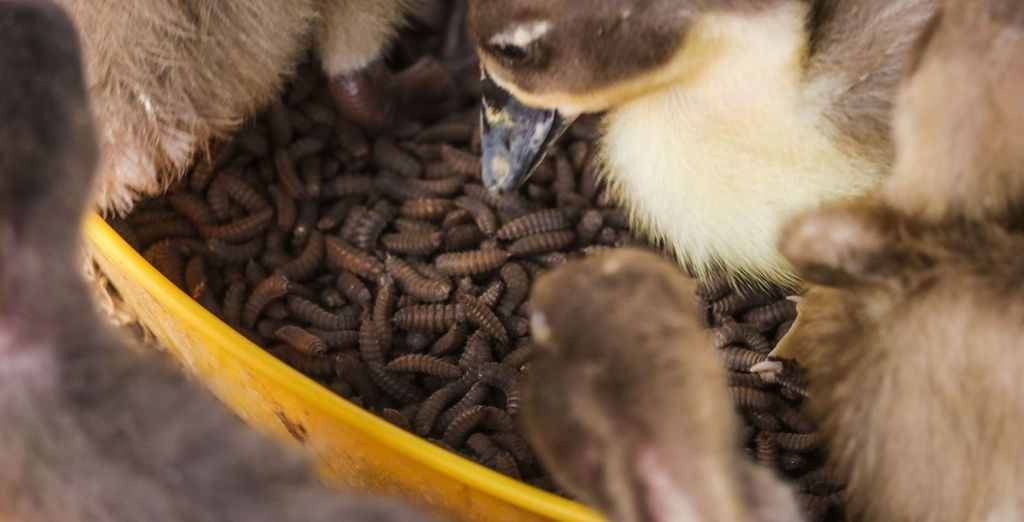 Kopernik | Promoting Sustainable Animal Feed: Black Soldier Fly Larvae ...
